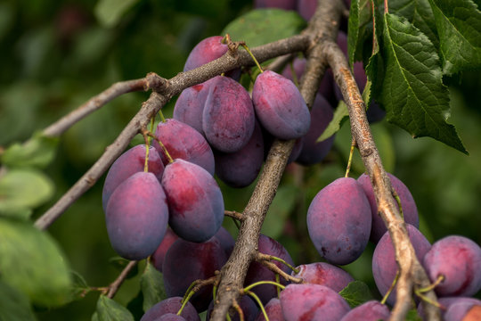 "Damson Plum" Images – Browse 9,046 Stock Photos, Vectors, and Video ...
