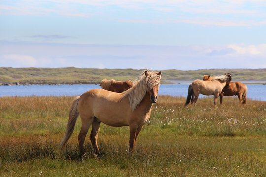รูปภาพIslandpony – เลือกดูภาพถ่ายสต็อก เวกเตอร์ และวิดีโอ1,983 | Adobe ...