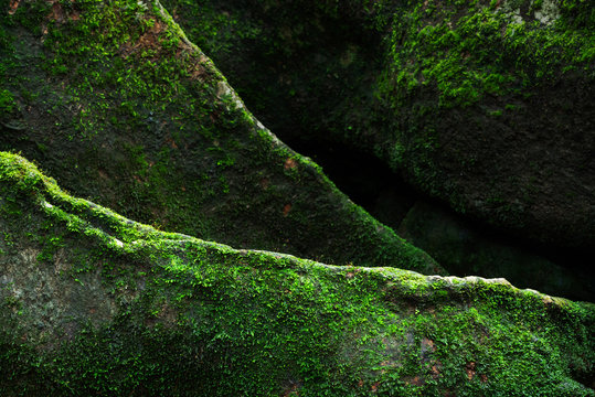 Moss Roots Images – Browse 63,992 Stock Photos, Vectors, and Video ...