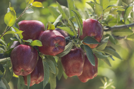 「Starkrimson」の画像 - 58 件の Stock 写真、ベクターおよびビデオ | Adobe Stock