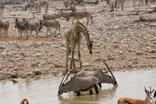 Kameelperd Bilder – Durchsuchen 44 Archivfotos, Vektorgrafiken und ...