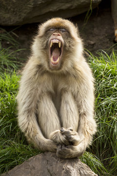 รูปภาพMagot – เลือกดูภาพถ่ายสต็อก เวกเตอร์ และวิดีโอ2,894 | Adobe Stock