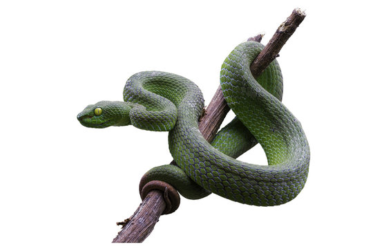Viperidae Images – Browse 41 Stock Photos, Vectors, and Video | Adobe Stock
