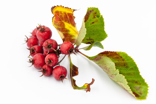 รูปภาพRowan-Berry – เลือกดูภาพถ่ายสต็อก เวกเตอร์ และวิดีโอ3,164 | Adobe ...