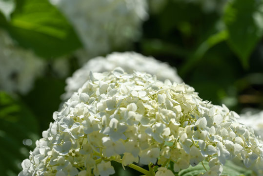 Anabel Images – Browse 40 Stock Photos, Vectors, and Video | Adobe Stock