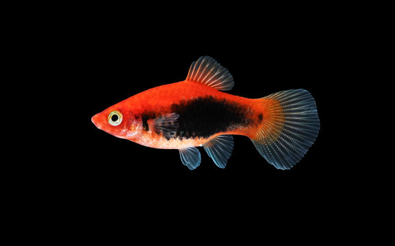 Red Molly Fish