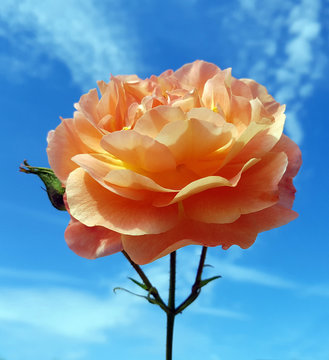 รูปภาพ"Shrub Rose" – เลือกดูภาพถ่ายสต็อก เวกเตอร์ และวิดีโอ747 | Adobe ...