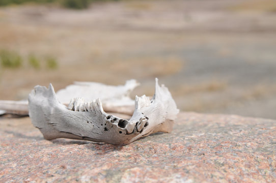 Rehgebiss-Bilder: Stock-Fotos & -Videos. | Adobe Stock