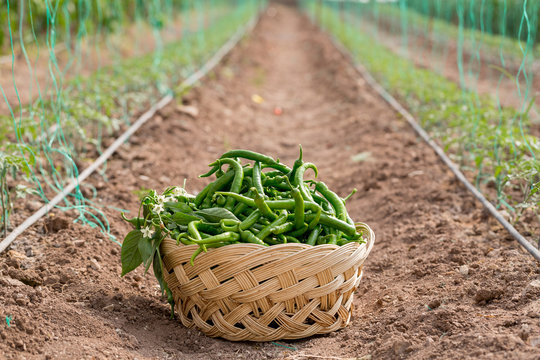 ahmet gul photos, images, assets | Adobe Stock