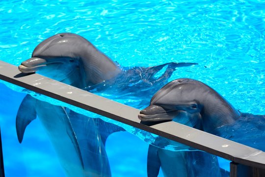 รูปภาพDoplhin – เลือกดูภาพถ่ายสต็อก เวกเตอร์ และวิดีโอ95 | Adobe Stock