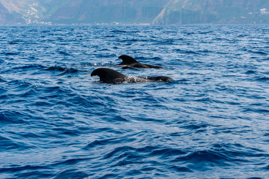 「Grindwal」の画像 - 182 件の Stock 写真、ベクターおよびビデオ | Adobe Stock