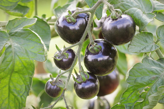 Sunblack bilder – Bläddra bland 34 stockfoton, vektorer och videor ...