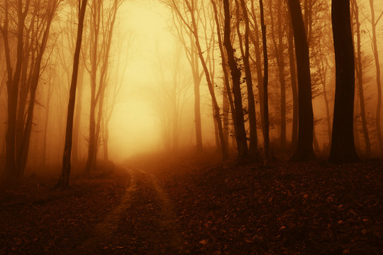 "Magical Autumn" Images – Browse 50 Stock Photos, Vectors, and Video ...