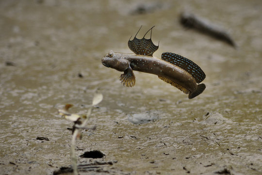 Mudskipper Jumping
