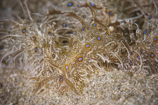 Anaspidea Bilder – Durchsuchen 689 Archivfotos, Vektorgrafiken und ...