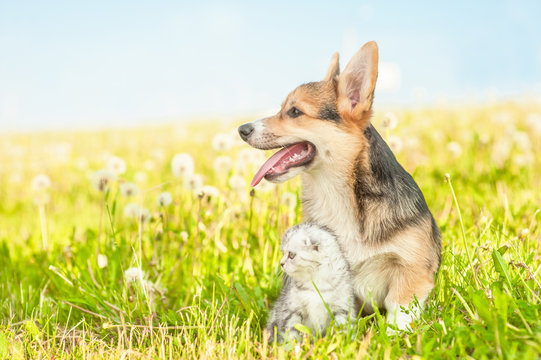 Corgi Scottish Images – Browse 577 Stock Photos, Vectors, and Video ...