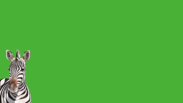 Zebra Images – Browse 471,418 Stock Photos, Vectors, and Video | Adobe ...