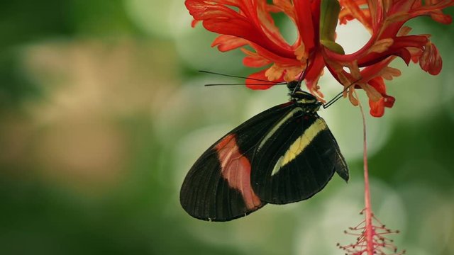 Lepidopterarium Images – Browse 10 Stock Photos, Vectors, and Video ...