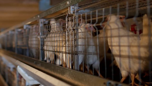 Fowl-Run Images – Browse 402 Stock Photos, Vectors, and Video | Adobe Stock