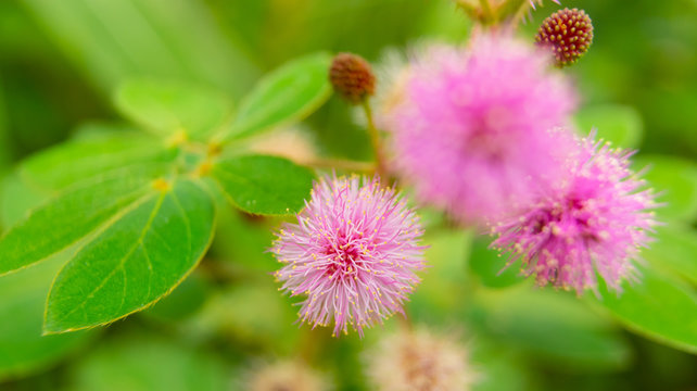 รูปภาพMimoseae – เลือกดูภาพถ่ายสต็อก เวกเตอร์ และวิดีโอ94 | Adobe Stock