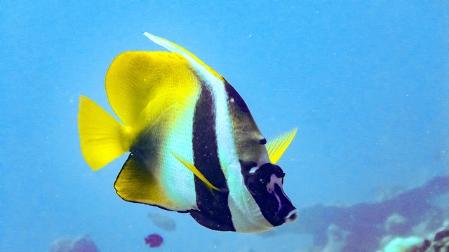 รูปภาพBanner-Fish – เลือกดูภาพถ่ายสต็อก เวกเตอร์ และวิดีโอ996 | Adobe Stock