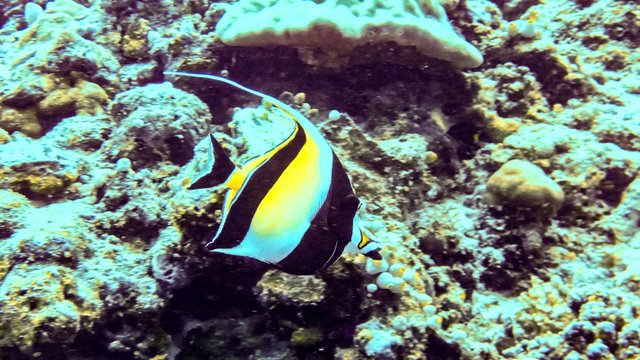 รูปภาพBanner-Fish – เลือกดูภาพถ่ายสต็อก เวกเตอร์ และวิดีโอ996 | Adobe Stock