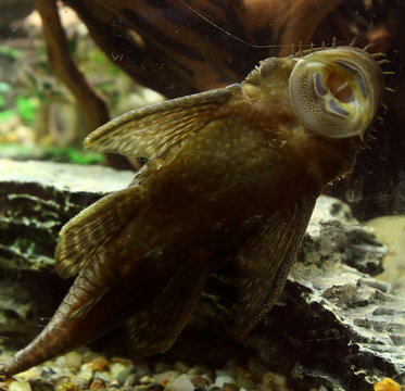 รูปภาพLoricariidae – เลือกดูภาพถ่ายสต็อก เวกเตอร์ และวิดีโอ288 | Adobe ...