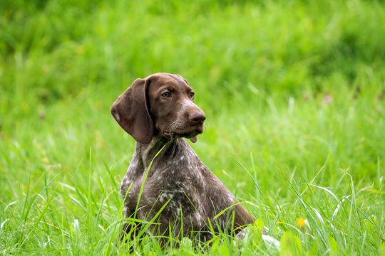 Brown German Shorthaired Pointer Lab Mix
