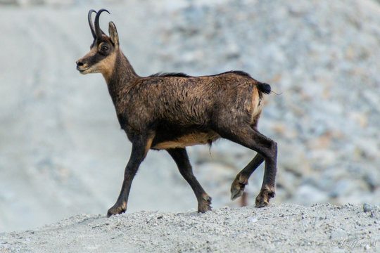 Gemse Bilder – Durchsuchen 25,484 Archivfotos, Vektorgrafiken und ...