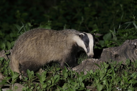 Puzzola Images – Browse 35 Stock Photos, Vectors, and Video | Adobe Stock