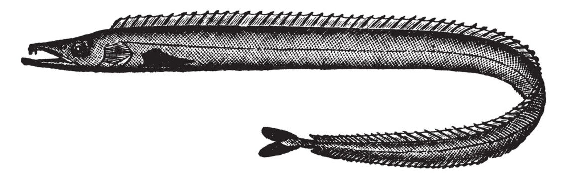 Scabbardfish Images – Browse 628 Stock Photos, Vectors, and Video ...