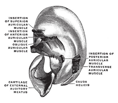 Pinna Images – Browse 286,032 Stock Photos, Vectors, and Video | Adobe ...