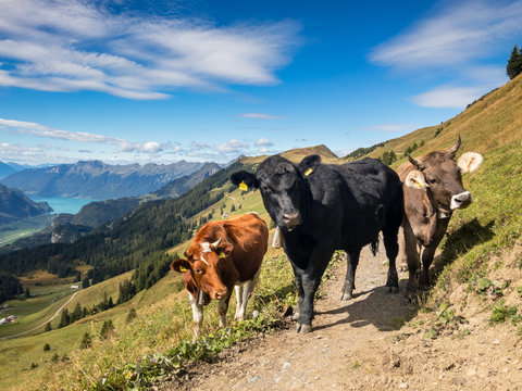 Hasli Bilder – Durchsuchen 1,129 Archivfotos, Vektorgrafiken und Videos ...
