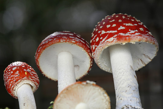 「Giftpilz」の写真素材 | 16,149件の無料イラスト画像 | Adobe Stock