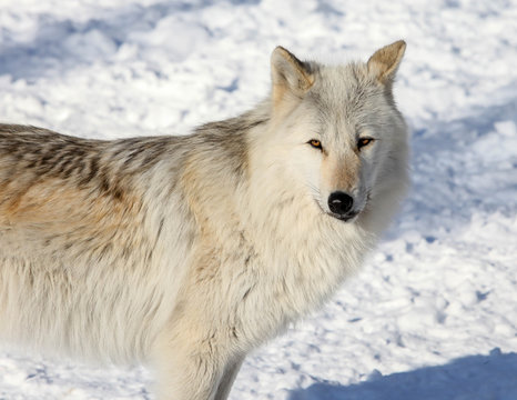 "Northwestern Wolf"-Bilder: Stock-Fotos & -Videos. | Adobe Stock