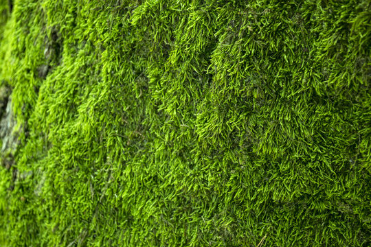 "Moss Texture" Images – Browse 3,098 Stock Photos, Vectors, and Video ...
