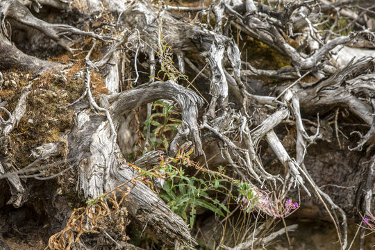 Rootwork-Bilder: Stock-Fotos & -Videos. | Adobe Stock