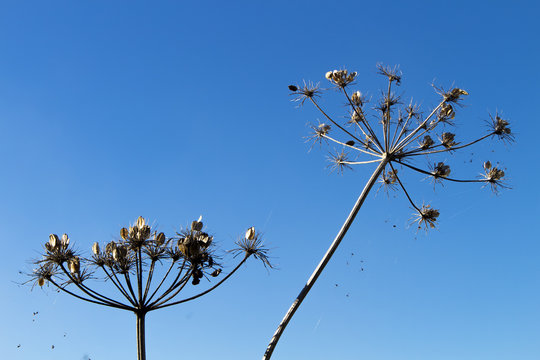 รูปภาพPhytophotodermatitis – เลือกดูภาพถ่ายสต็อก เวกเตอร์ และวิดีโอ367 ...