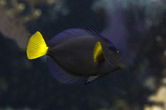 "Yellowtail Tang" Images – Browse 286 Stock Photos, Vectors, and Video ...