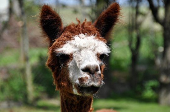 Apaca Images – Browse 40 Stock Photos, Vectors, and Video | Adobe Stock