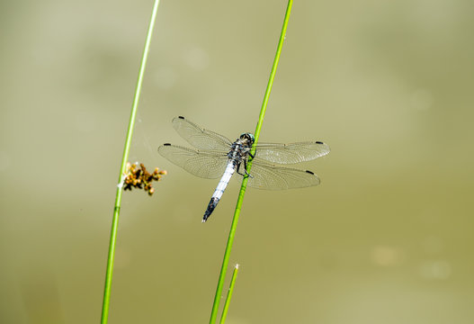 รูปภาพOdonate – เลือกดูภาพถ่ายสต็อก เวกเตอร์ และวิดีโอ47,478 | Adobe Stock
