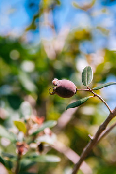 Rose Myrtle"」の写真素材 | 141件の無料イラスト画像 | Adobe Stock