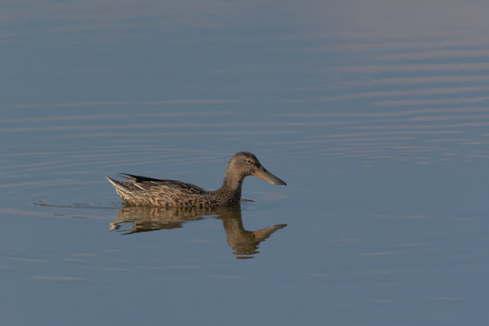 รูปภาพSkeand – เลือกดูภาพถ่ายสต็อก เวกเตอร์ และวิดีโอ14 | Adobe Stock