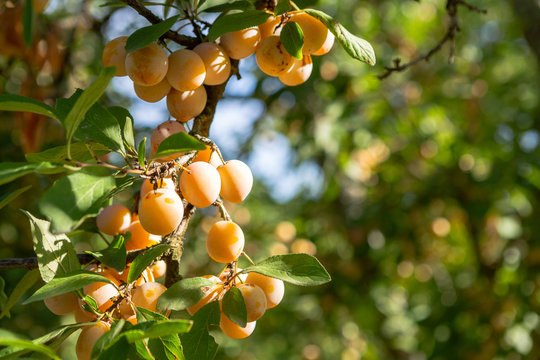 รูปภาพMirabellenbaum – เลือกดูภาพถ่ายสต็อก เวกเตอร์ และวิดีโอ219 ...