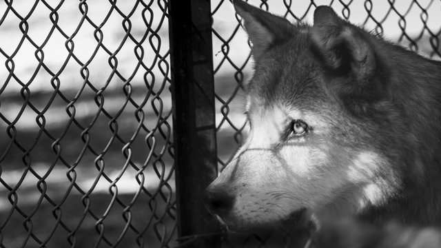 รูปภาพWolfpack – เลือกดูภาพถ่ายสต็อก เวกเตอร์ และวิดีโอ2,196 | Adobe Stock