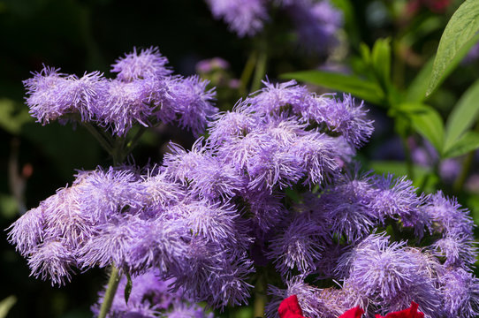 Lilla Bilder – Durchsuchen 5,892 Archivfotos, Vektorgrafiken und Videos ...