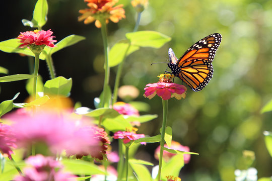 Monarch Images – Browse 610,074 Stock Photos, Vectors, and Video ...