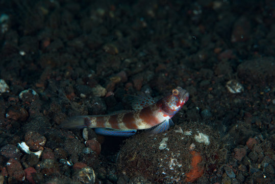 "Shrimp-Goby Immagini - Sfoglia 169 foto, vettoriali e video Stock ...