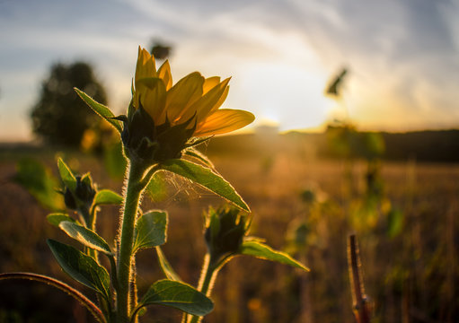 Drausen bilder – Bläddra bland 887 stockfoton, vektorer och videor ...