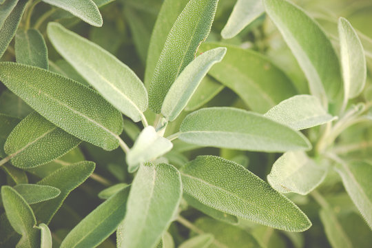 Sipce-Bilder: Stock-Fotos & -Videos. | Adobe Stock